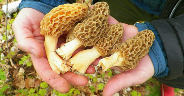 Morel Mushrooms: The Fickle Fungus and How To Find It - Gaylord ...