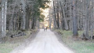 Elk Viewing in Gaylord, MI – An Epic Wildlife Adventure - Gaylord ...