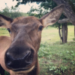 Elk Viewing in Gaylord, MI – An Epic Wildlife Adventure - Gaylord ...