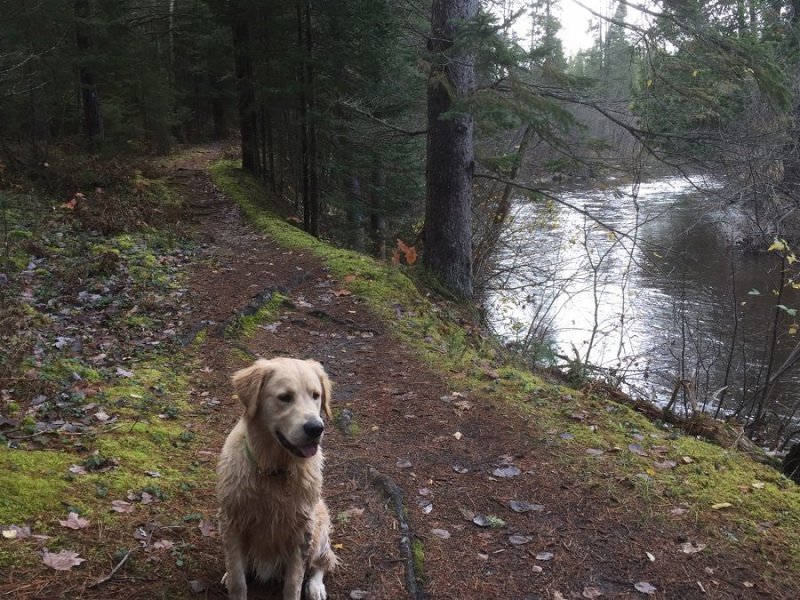 Shingle Mill Pathway - Gaylord Michigan Area Convention and Tourism Bureau