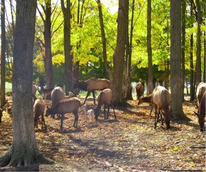 Visit Gaylord | Activities, Lodging & Events in Gaylord, MI