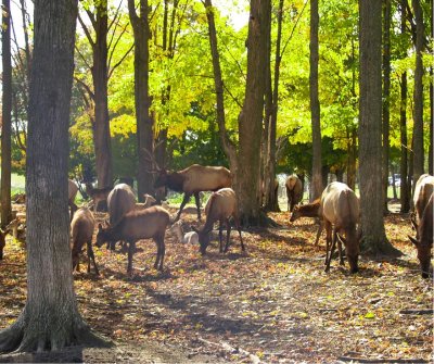 Visit Gaylord | Activities, Lodging & Events in Gaylord, MI