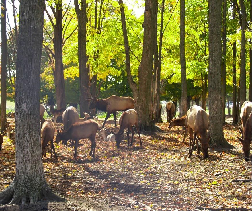 Fall Activities In Gaylord, MI | Visit Gaylord