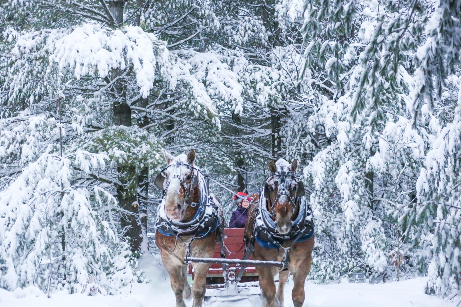 Visit Gaylord | Activities, Lodging & Events in Gaylord, MI