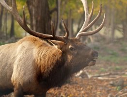 Gaylord, MI Elk Viewing & Webcam
