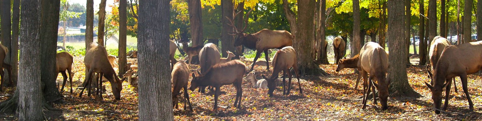 Gaylord, MI Elk Viewing | Visit Gaylord
