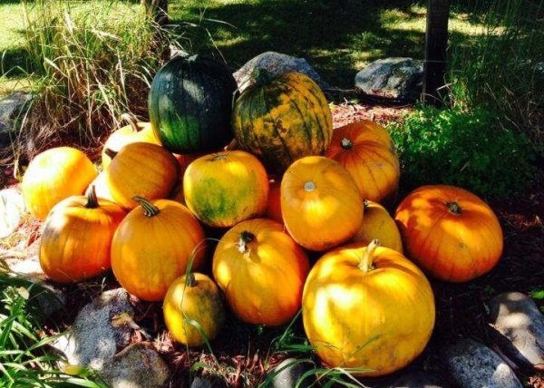 Fall Activities In Gaylord, MI | Visit Gaylord