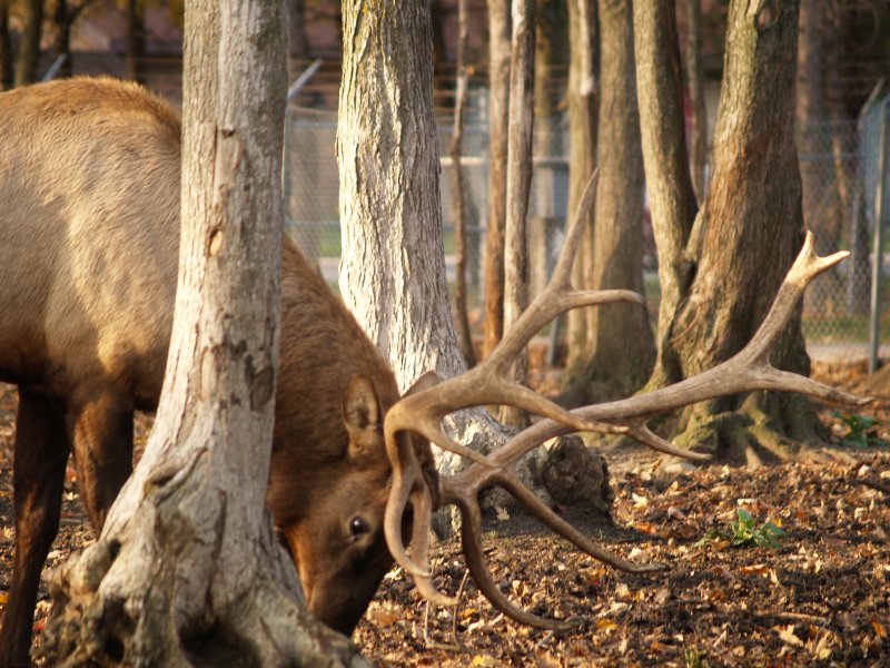 Elk Viewing in Gaylord, MI – An Epic Wildlife Adventure - Gaylord ...
