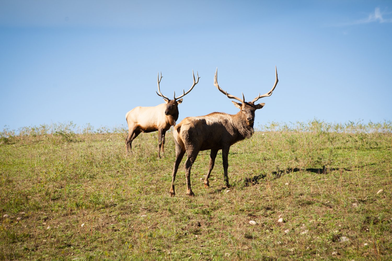 Visit Gaylord | Activities, Lodging & Events in Gaylord, MI