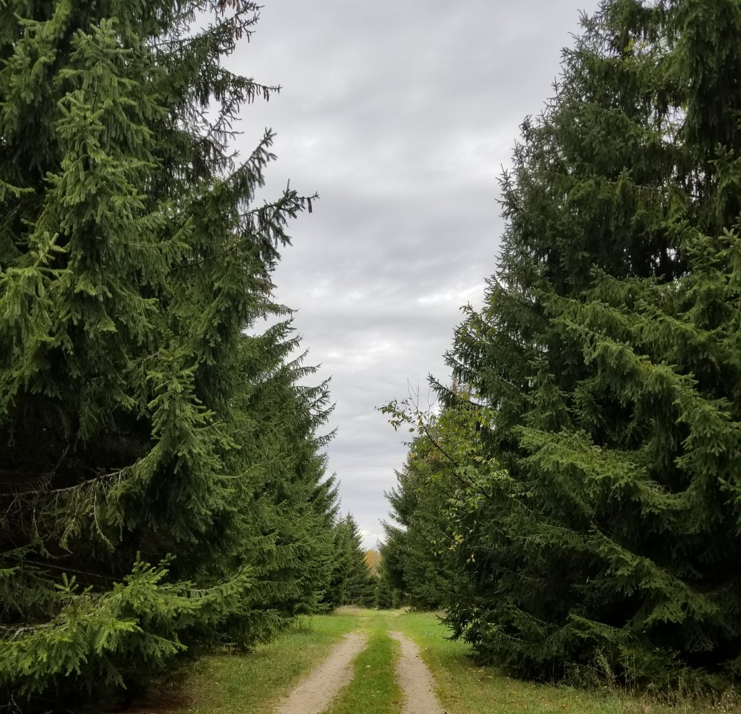 Explore Hidden Gem Hiking Trails in Gaylord - Gaylord Michigan Area ...