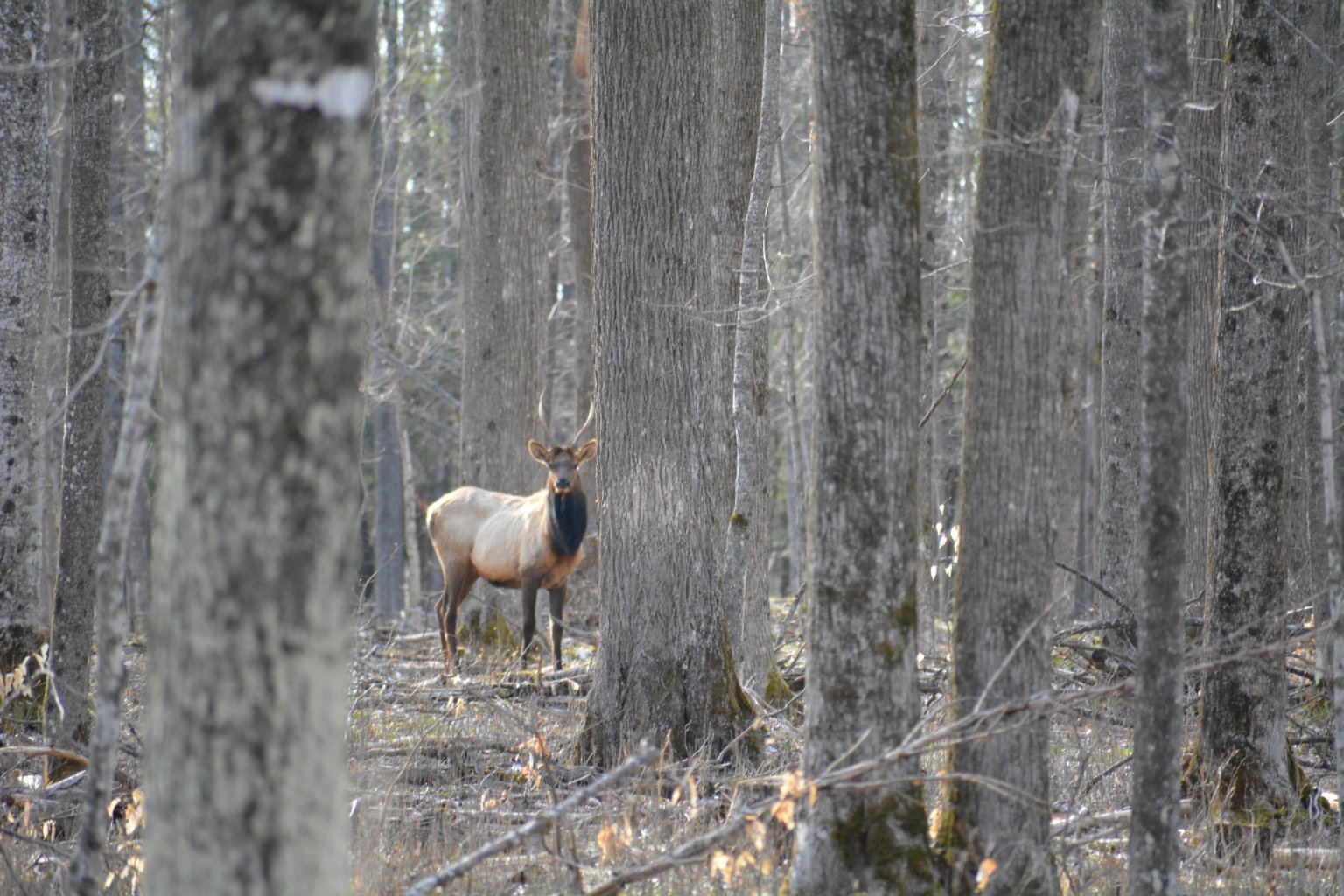 Elk Viewing in Gaylord, MI – An Epic Wildlife Adventure - Gaylord ...