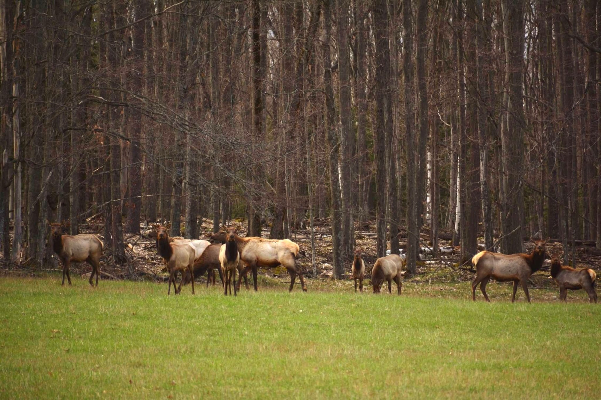 Elk Viewing in Gaylord, MI – An Epic Wildlife Adventure - Gaylord ...