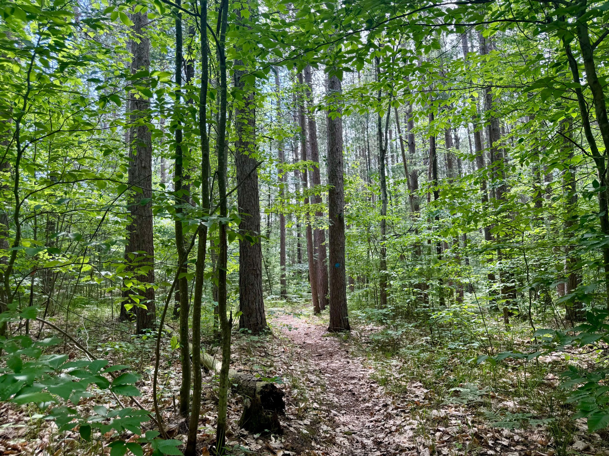 Michigan DNR Expands Public Lands in The Pigeon River Country State ...