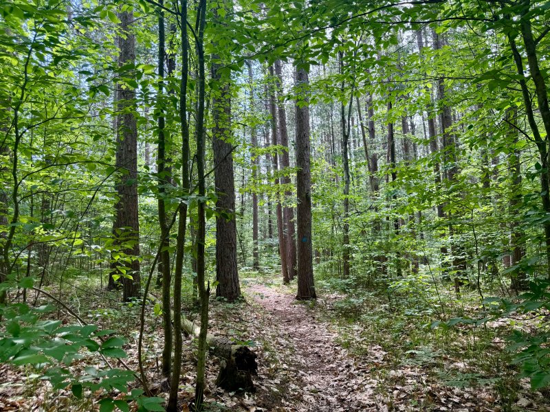 Michigan DNR Expands Public Lands in The Pigeon River Country State ...