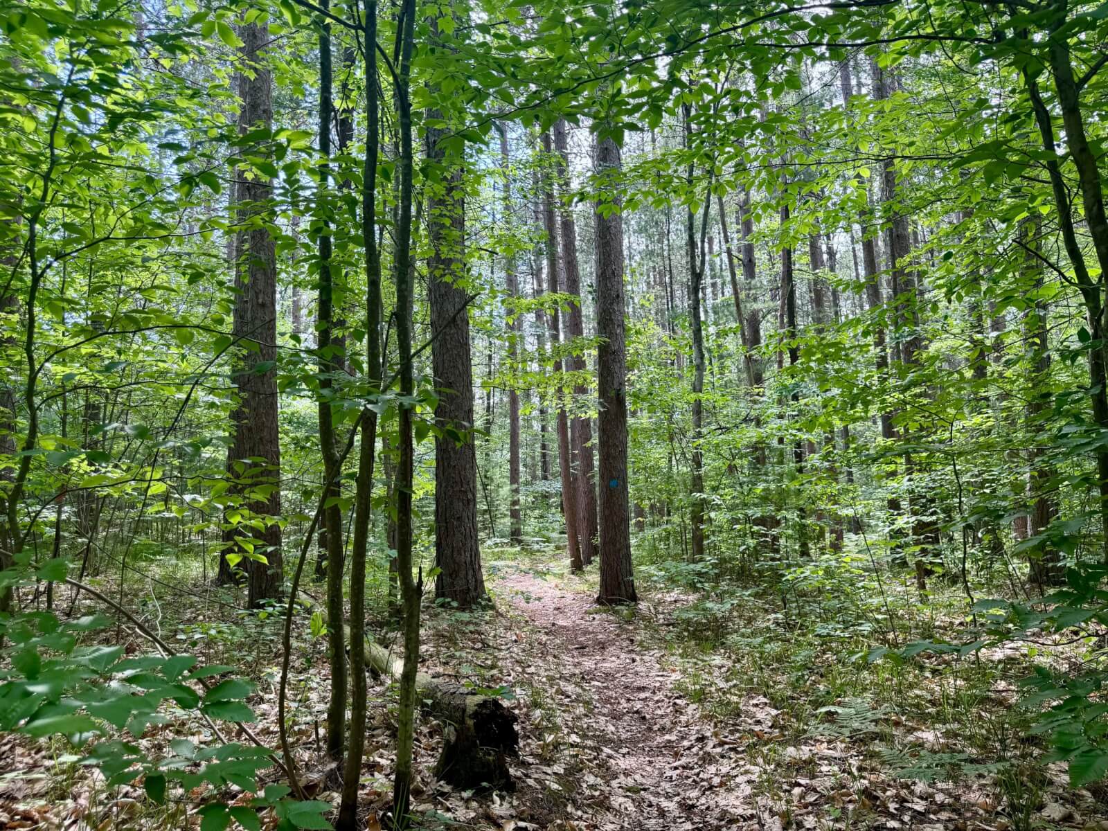 Michigan DNR Expands Public Lands in The Pigeon River Country State ...